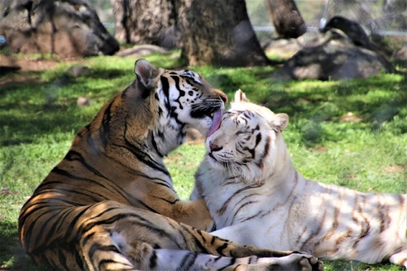 Alpine: Lions Tigers & Bears Animal Sanctuary Guided Visit - What Is the Lions Tigers & Bears Guided Visit?