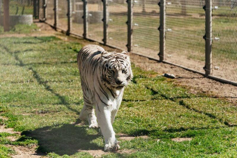 Alpine: Lions Tigers & Bears Animal Sanctuary Guided Visit - Practical Details and Tips