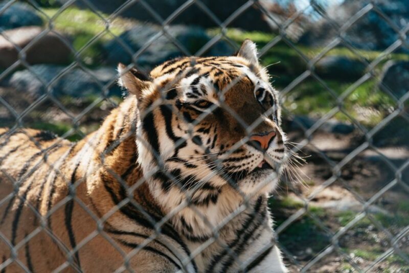 Alpine: Lions Tigers & Bears Animal Sanctuary Guided Visit - What Visitors Say