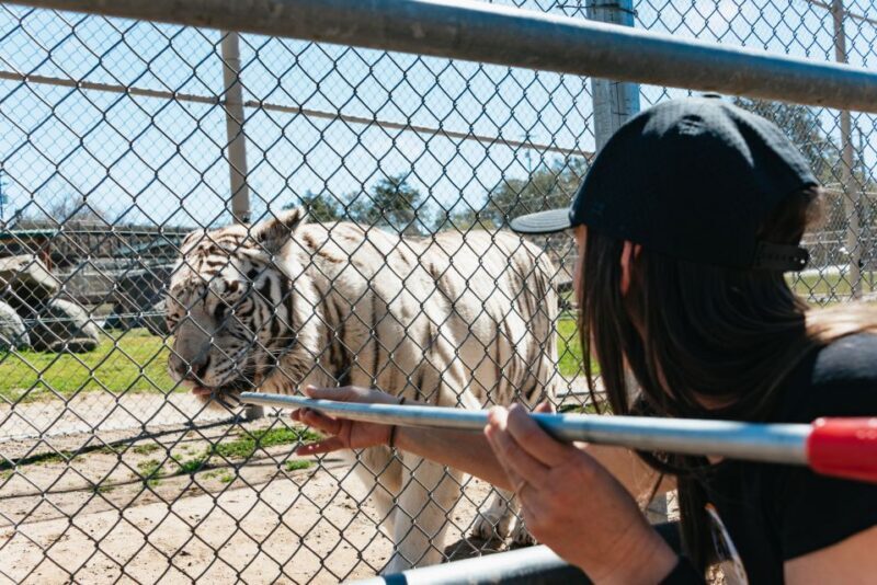 Alpine: Lions Tigers & Bears Sanctuary Visit and Feeding - Introduction: Why This Tour Stands Out