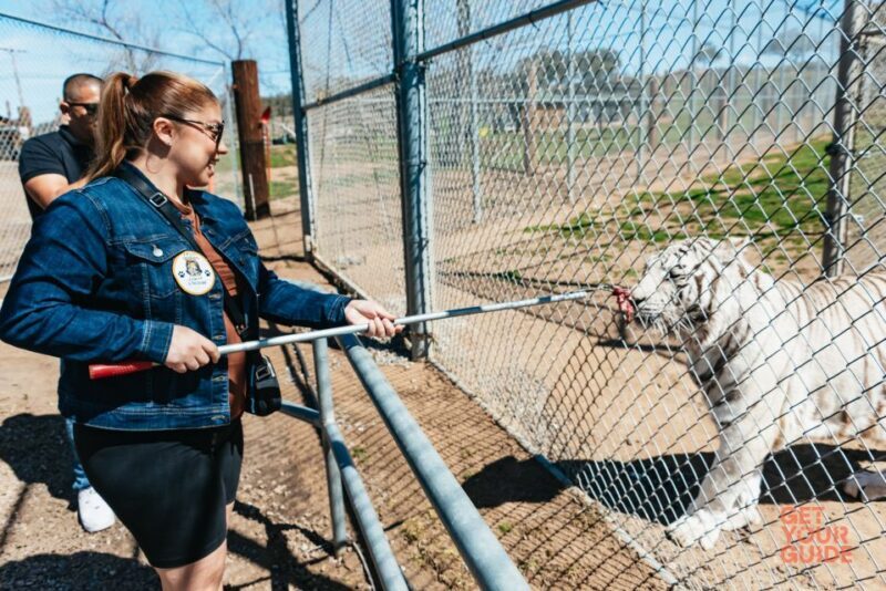 Alpine: Lions Tigers & Bears Sanctuary Visit and Feeding - The Value of This Experience