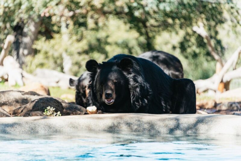 Alpine: Lions Tigers & Bears Sanctuary Visit and Feeding - Final Thoughts