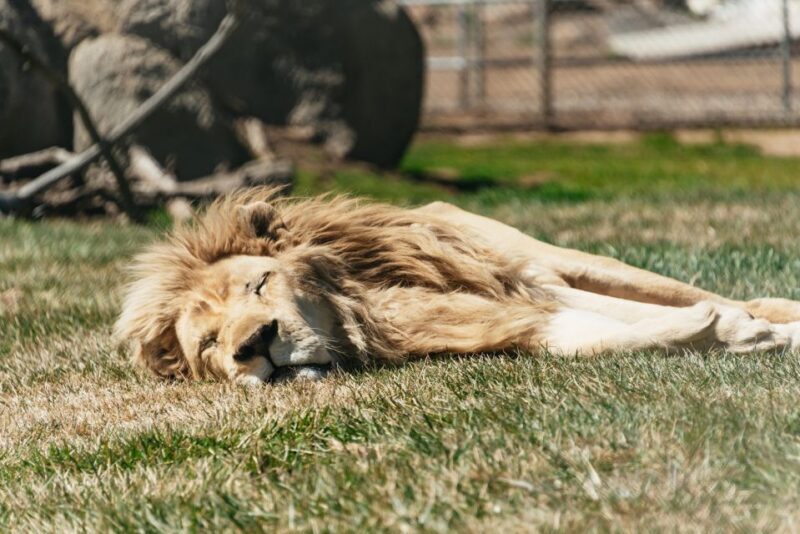 Alpine: Lions Tigers & Bears Sanctuary Visit and Tour - The Value and Who Should Consider This Tour