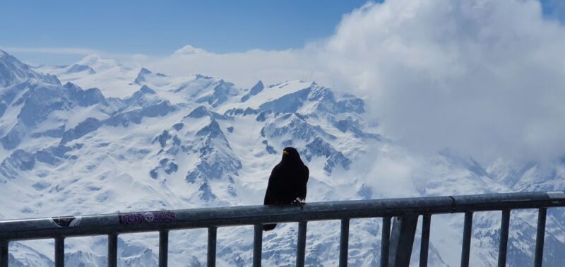 Alpine Majesty: Private Tour to Mount Titlis from Basel - Who Should Consider This Tour?