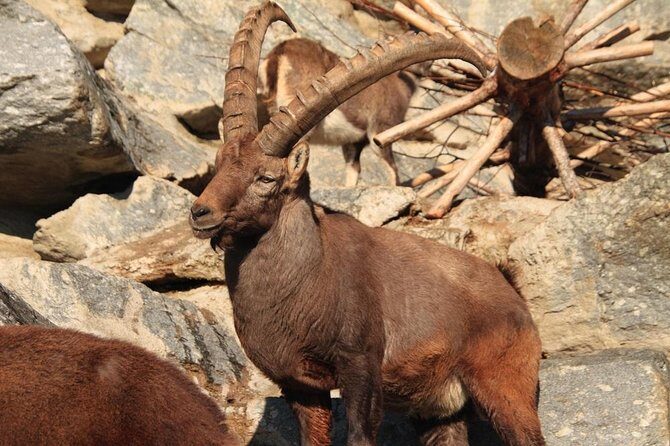 Alpine Zoo Innsbruck and Hungerburg Funicular Combo Ticket - Real Experiences from Visitors