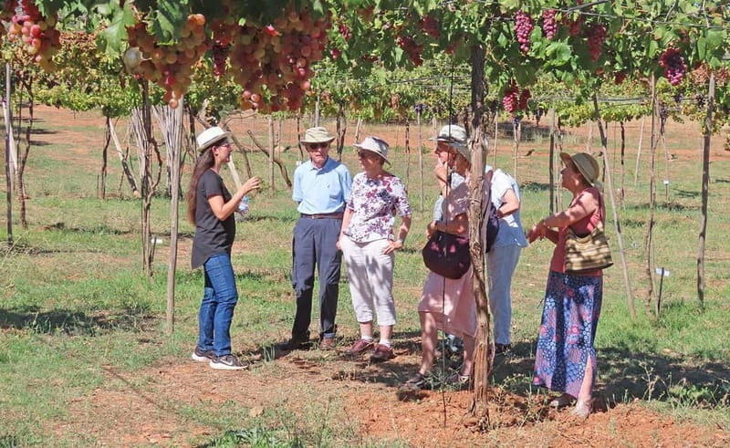 Alpujarra of Almería: Organic Wine tour and local aperitif - Key Points