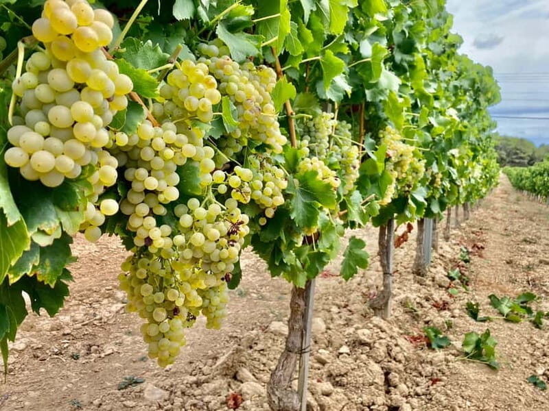 Alsace gourmande: Cellar visit and snack tasting - Key Points