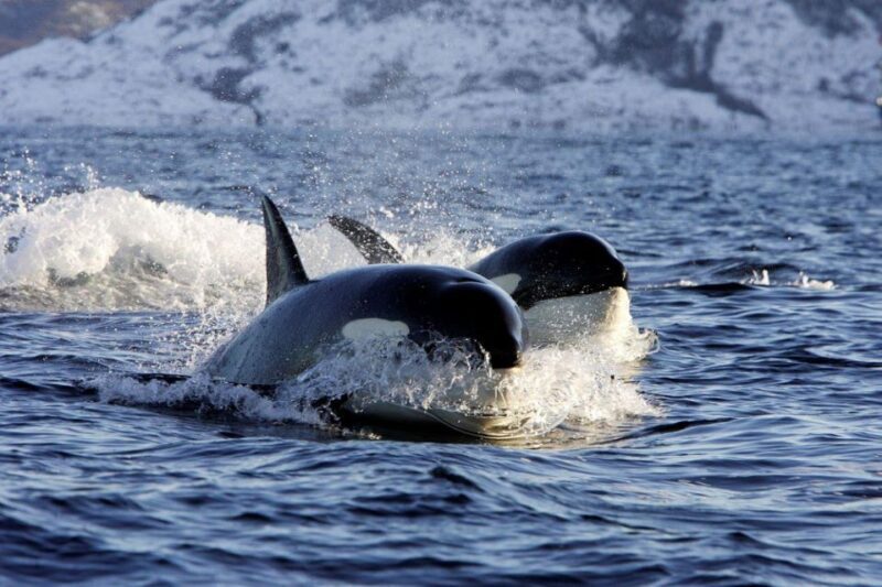 Alta: Alta Fjord Whale Watching Tour - Key Points