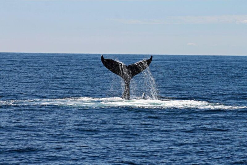 Alta: Alta Fjord Whale Watching Tour - An In-Depth Look at the Alta Fjord Whale Watching Tour