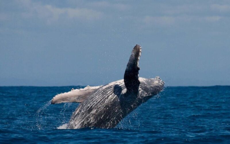 Alta: Alta Fjord Whale Watching Tour - Who Is This Tour Best For?