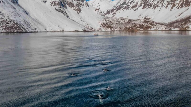 Alta: Altafjord Whale Watching in a Heated Boat - Key Points