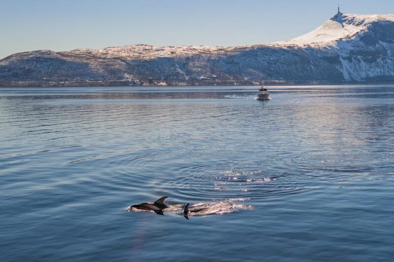 Alta: Altafjord Whale Watching in a Heated Boat - Setting the Scene: What Is This Tour Really Like?