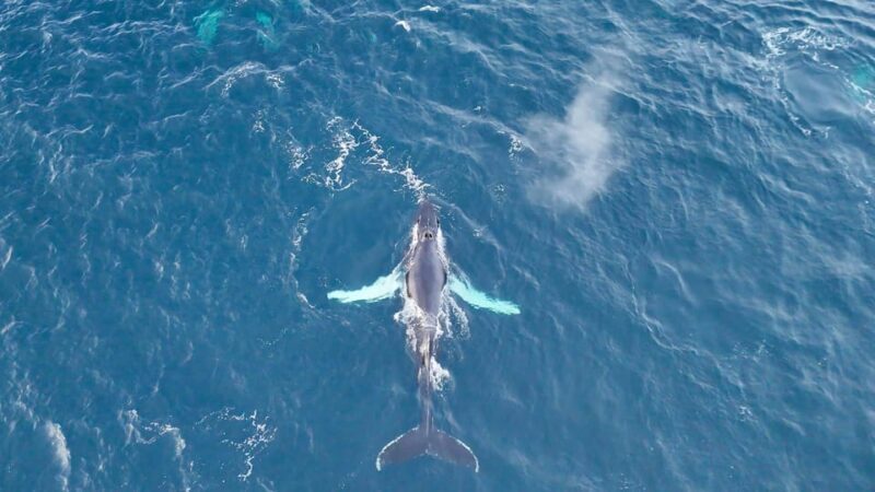 Alta: Altafjord Whale Watching in a Heated Boat - Who Should Consider This Tour?