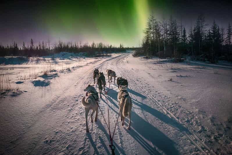 Alta: Dog Sledding Trip under the Northern Lights - The Cozy Wrap-up at Gargia Lodge