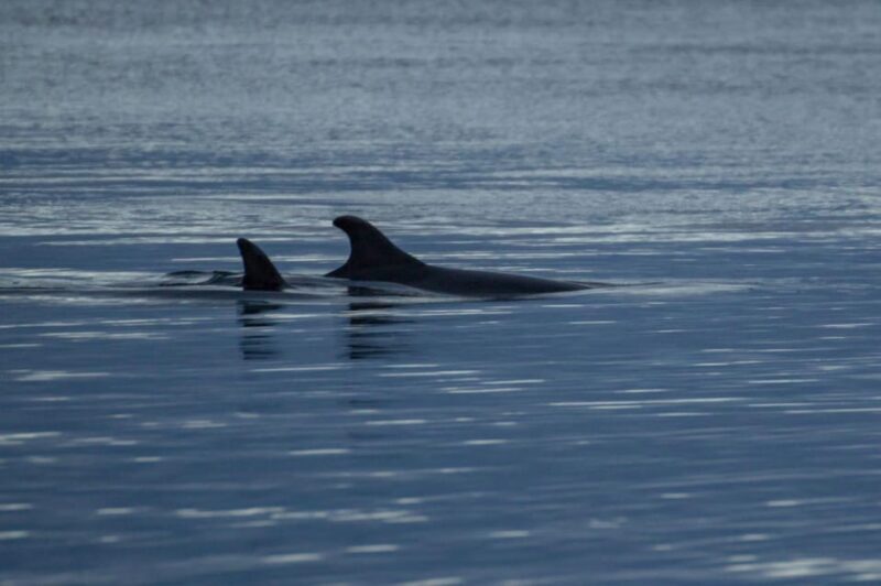 Alta Fjord: Private Whale Watching Tour - An Insightful Look at the Alta Fjord Whale Watching Experience