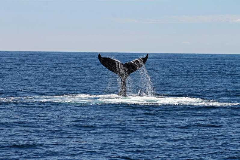 Alta Fjord: Private Whale Watching Tour - Final Thoughts