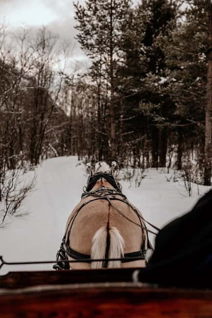 Alta: Sleigh or wagon Ride in the Arctic Countryside - Key Points