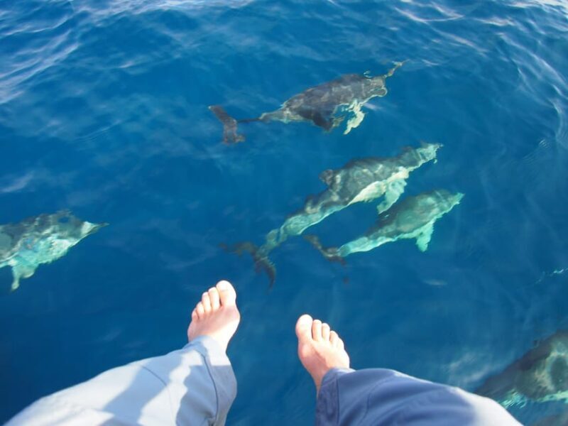 Always private 4 hour - Sail- dolphin Yacht Charter-paddle - FAQs