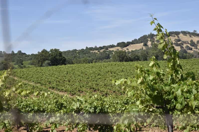 Amador County Wine Tasting Tour Private Tour 1 To 14 Group - Introduction