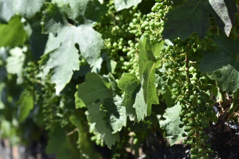 Amador County Wine Tasting Tour Private Tour 1 To 14 Group - Key Points