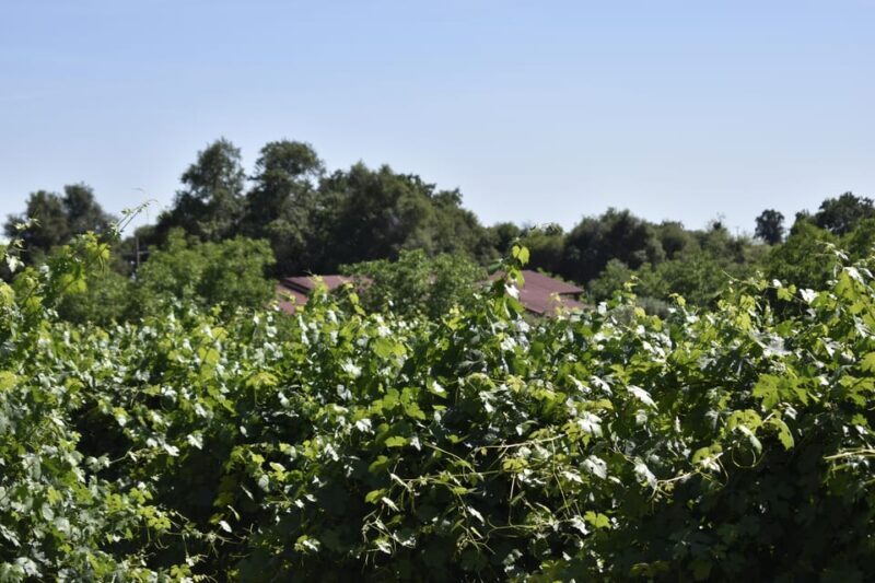 Amador County Wine Tasting Tour Private Tour 1 To 14 Group - The Sum Up