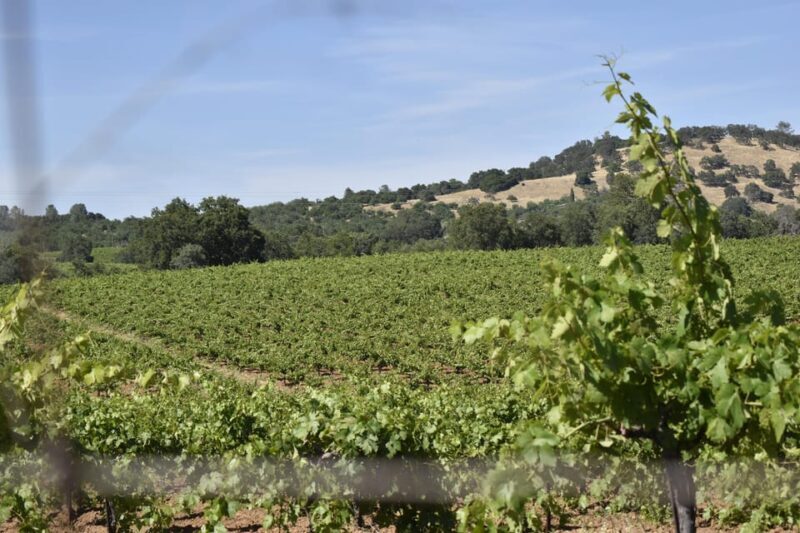 Amador County Wine Tasting Tour Private Tour 1 To 14 Group - FAQs