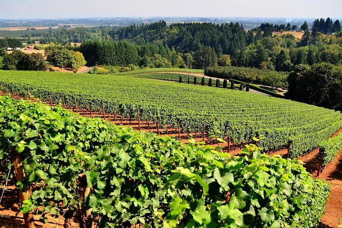 Amador County Wine Tasting Tours max 14 pax Private Wine Tours - An Honest Look at the Experience