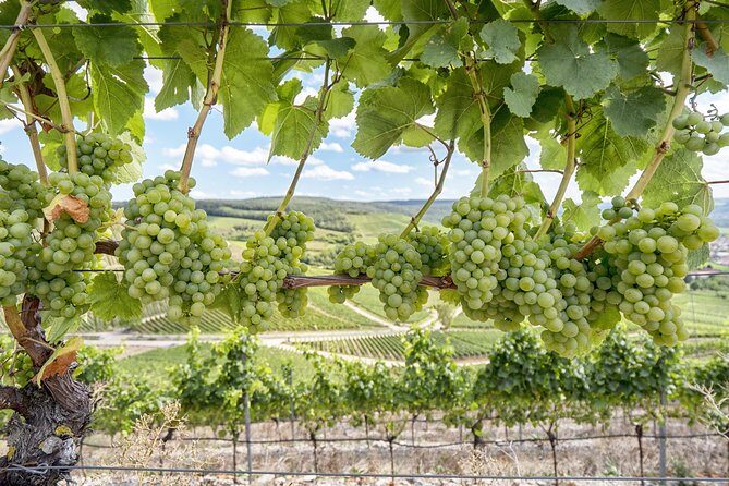 Amador County Wine Tasting Tours max 14 pax Private Wine Tours - Is This Tour Worth the Price?