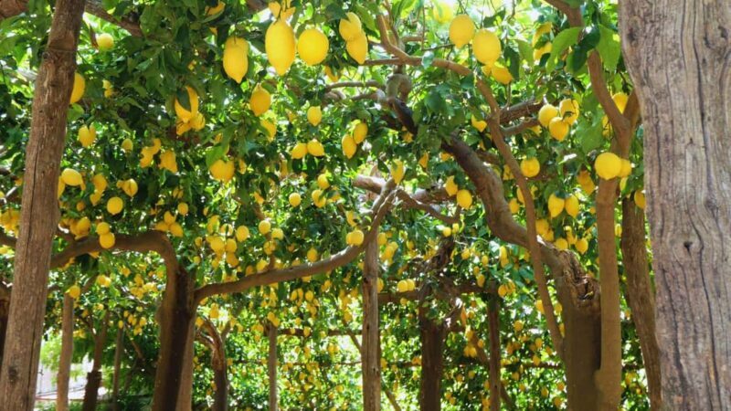 Amalfi Coast: Hike Along the Path of the Lemons - Authenticity and Authentic Experiences