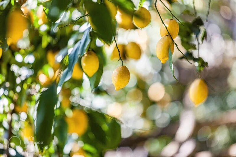Amalfi Coast: lemon tour with tasting - Key Points