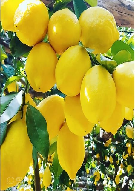 Amalfi Coast: lemon tour with tasting - What to Expect from the Amalfi Coast Lemon Tour