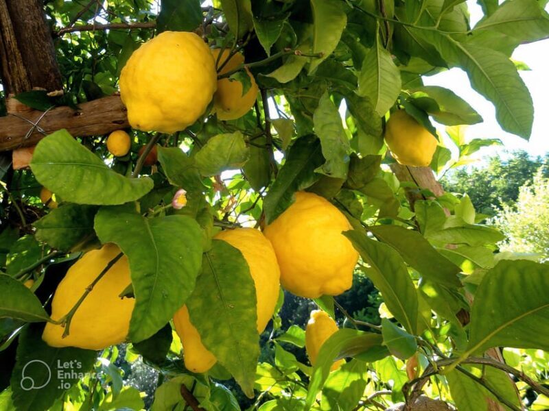 Amalfi Coast: lemon tour with tasting - The Sum Up: Why It’s a Great Value