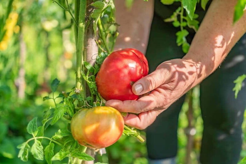 Amalfi Coast: Pizza & Mozzarella Class with Farmhouse visit - A Closer Look at the Experience