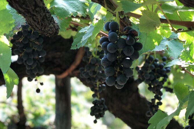 Amalfi coast private tour with Amalfi Ravello and Wine Tour from Positano - The Sum Up