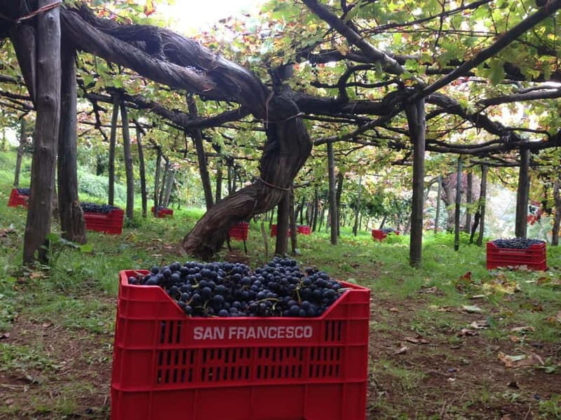 Amalfi Coast Scooter Tour: Wine & Views with Local Guide - The Value of the Experience