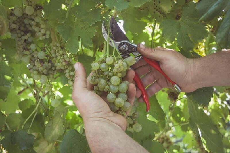 Amalfi Coast: Vineyard Tour with Wine Tasting and Lunch - The Journey to the Amalfi Coast Vineyards