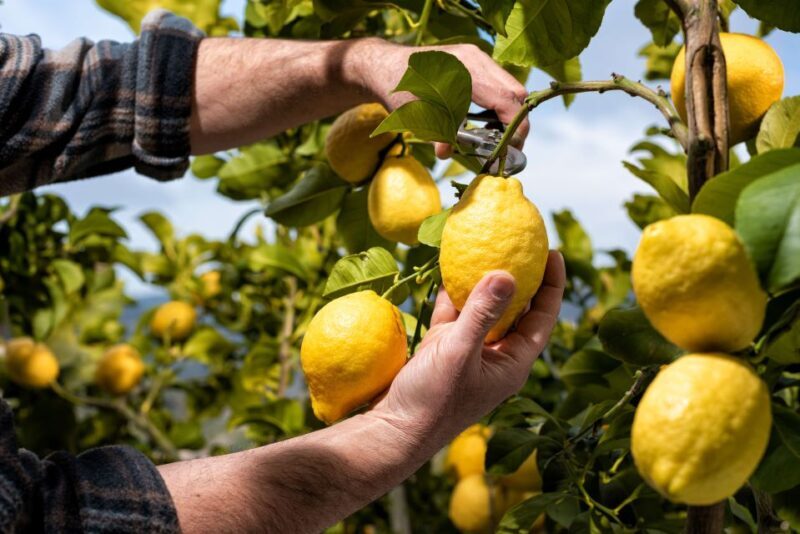 Amalfi: Cooking Class and Farmhouse Visit With Meal - Why This Cooking Class Stands Out