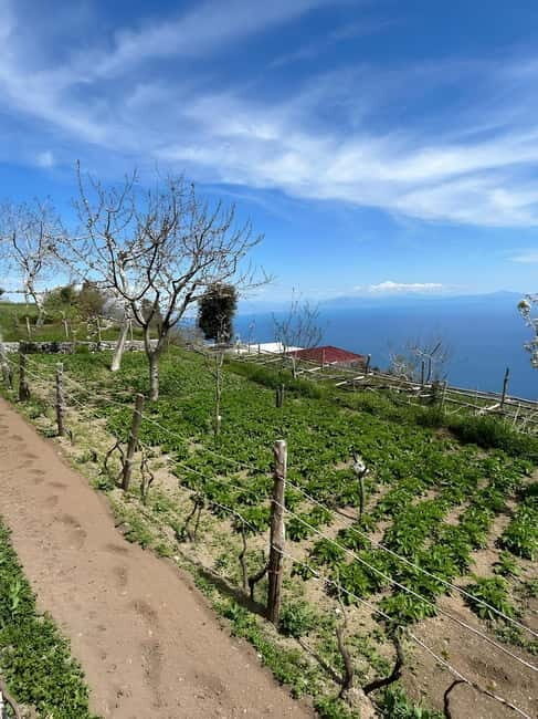 Amalfi: Grow your own vegetables and enjoy lunch with wine - What the Tour Entails and Why It Matters