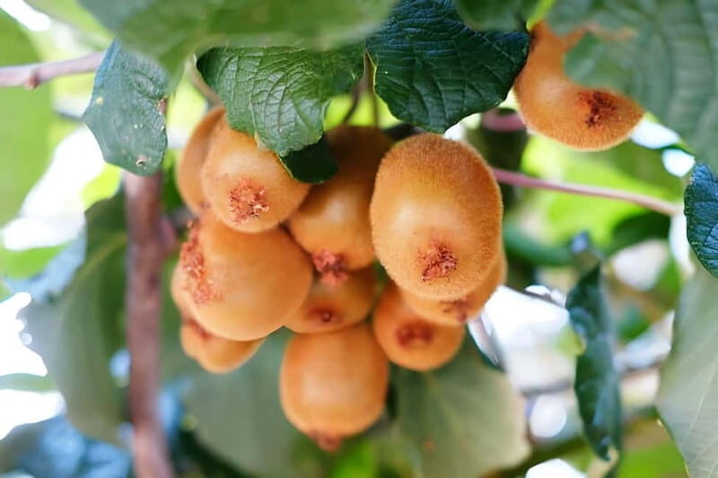 Amalfi: Grow your own vegetables and enjoy lunch with wine - The Culinary Experience: A Farm-to-Table Lunch