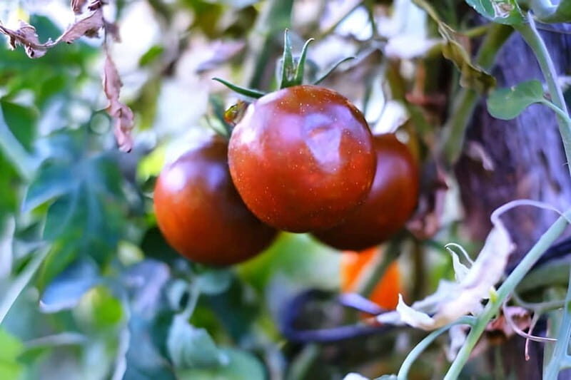 Amalfi: Grow your own vegetables and enjoy lunch with wine - Practical Details and Value