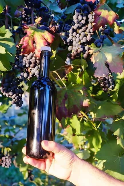 Amalfi: Grow your own vegetables and enjoy lunch with wine - The Sum Up