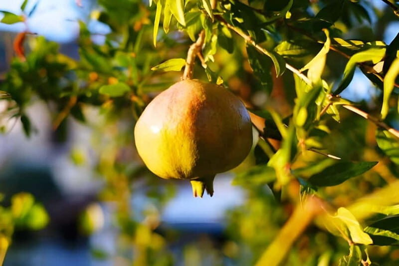 Amalfi: Grow your own vegetables and enjoy lunch with wine - FAQ