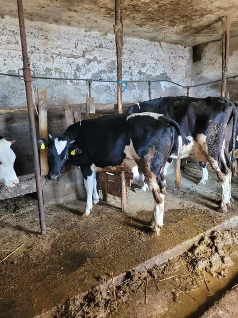 Amalfi: Milk the cows, Make Pasta, Mozzarella and Tiramisù! - An In-Depth Look at the Experience