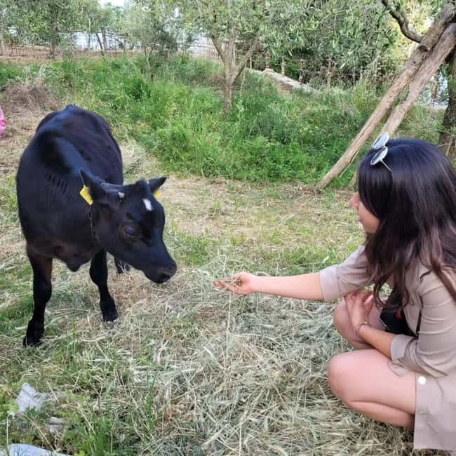 Amalfi: Milk the cows, Make Pasta, Mozzarella and Tiramisù! - Authenticity and Customer Feedback