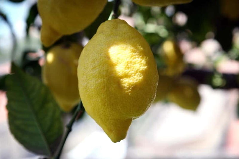 Amalfi Monumental Garden - Lemon Grove Guided Tour - Introduction