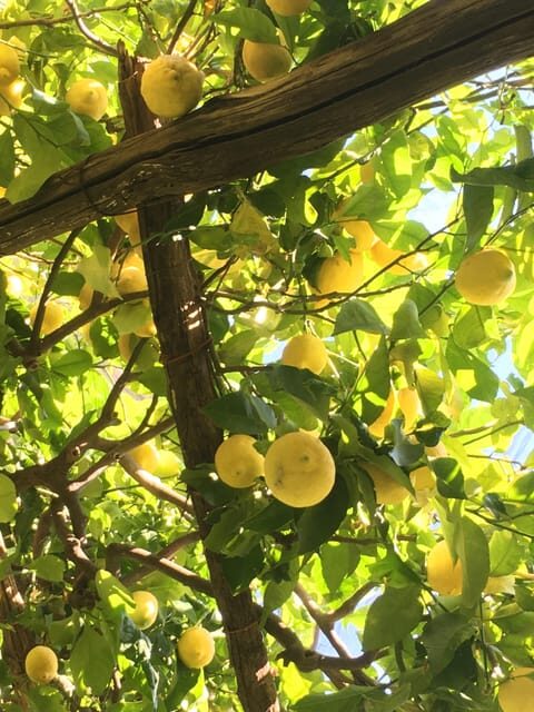 Amalfi Organic Lemon Tour & Tasting in the Historical Garden - The Itinerary in Detail