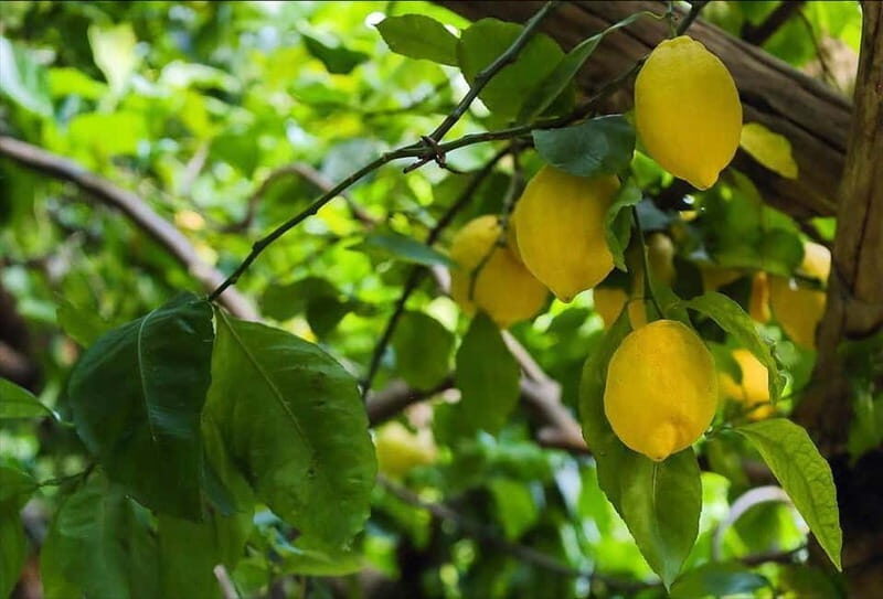 Amalfi Organic Lemon Tour & Wine Tasting - Key Points