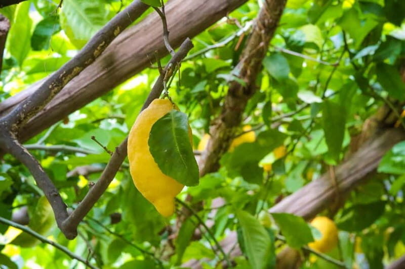 Amalfi Organic Lemon Tour & Wine Tasting - Who Will Love This Experience?