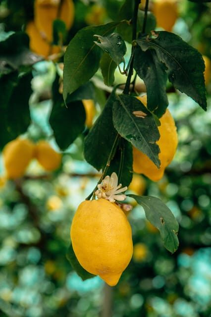Amalfi: Vertical Lemon Farm Tour, Tastings, and Rural Museum - Who Will Love This Tour?