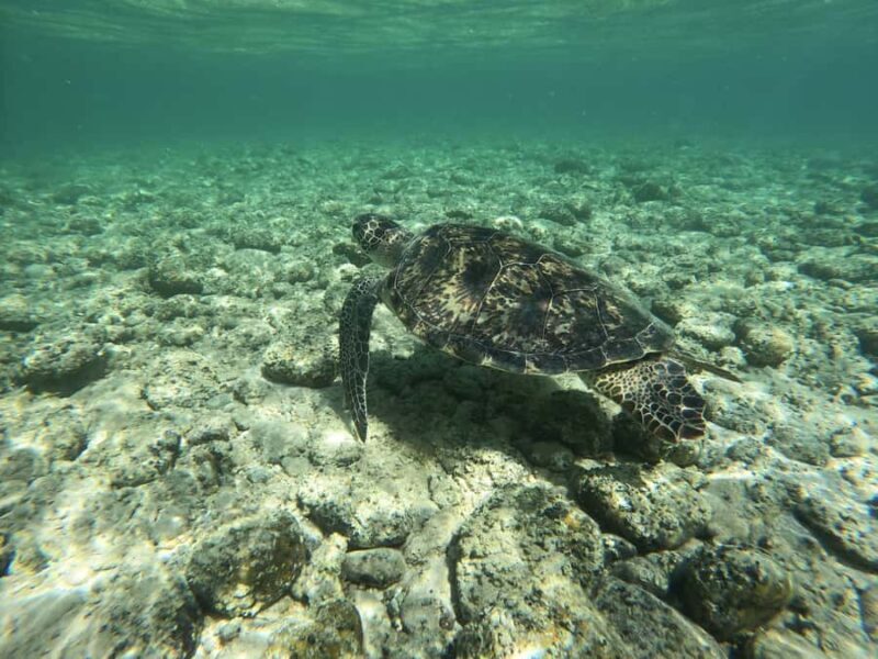 Amami Oshima Island Private Custom Tour with Local Guide - Who Is This Tour Best For?